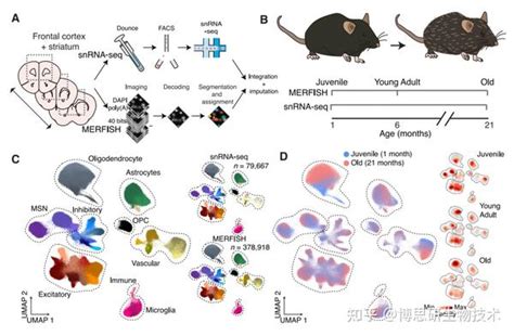 Cell丨小鼠脑衰老的分子和空间特征 知乎