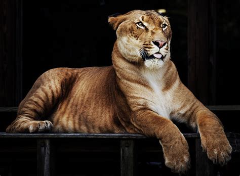 Hercules The Liger Half Lion Half Tiger Original Image … Flickr