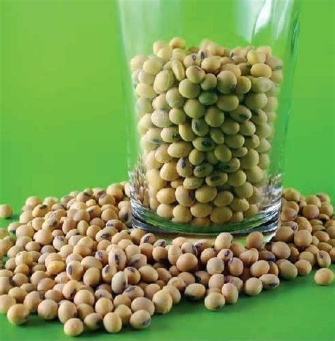 انجمن زارعین سایبین ولایت فاریاب