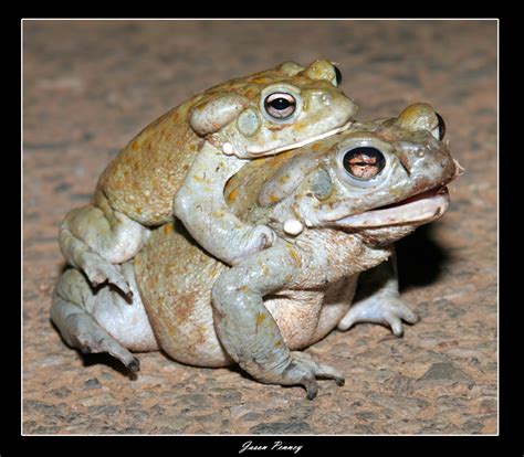 Frog And Toad Behavior And Life History Reproduction