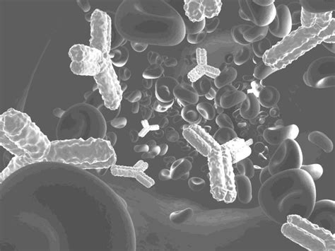Allergy Immunology Ssai Euroimmun Euroimmunschweizag Euroimmun