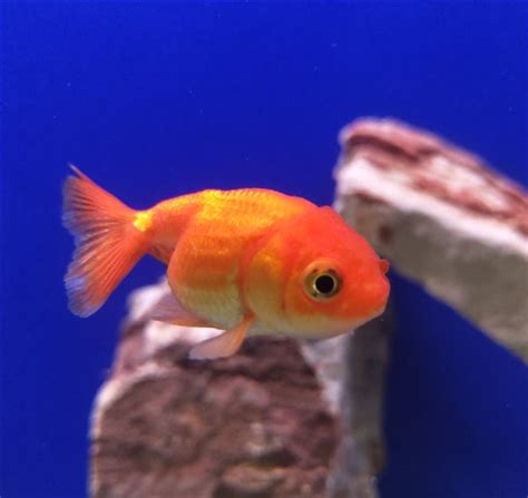 Assorted Lionhead Nymph Goldfish Kiwi Petz