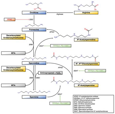 Schematic Of Polyamine Metabolism And Related Polyamine Analog
