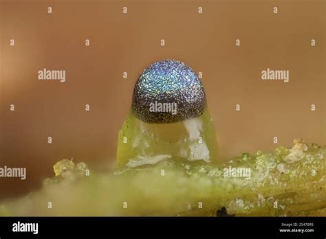 Colloderma Oculatum Commonly Known As Eyeball Slime Mold Microscope Image Of Sporangia Stock