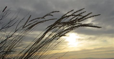 Wild Grass Vibrating With The Wind Blows Free Stock Video Footage Royalty Free 4k And Hd Video Clip