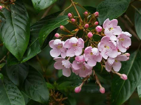 Luculia Plant Information Tips For Growing Luculia Plants