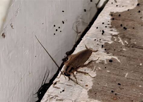 Npt Restaurant Shut Due To Cockroach Infestation And ‘filthy Conditions