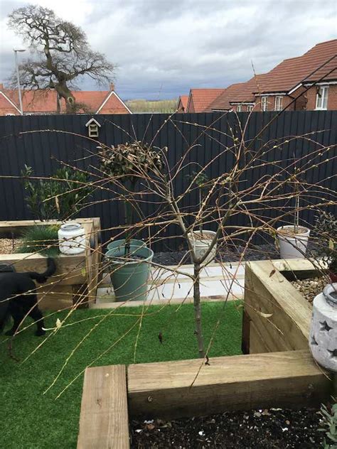 Pruning Your Willow Karens Garden