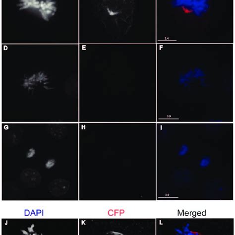 Ncoa4 Localization And Preabsorption With Corresponding Immunizing