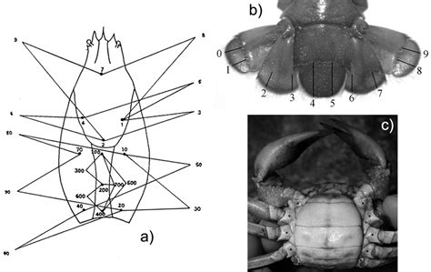 Examples Of Invasive Marking Methods In Crayfish A B And River