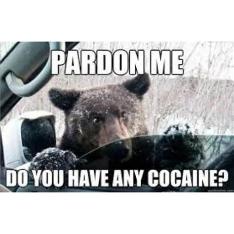 Beary Entertaining Memes Because This Movie Looks Absolutely Insane