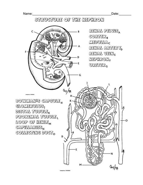 Urinary System Coloring Activity Coloring Pages