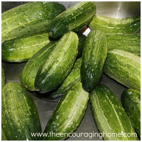 Canning Crispy Chunk Pickles