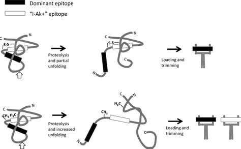 Processing And Presentation Of A Dominant Epitope And An I A K Epitope Download Scientific