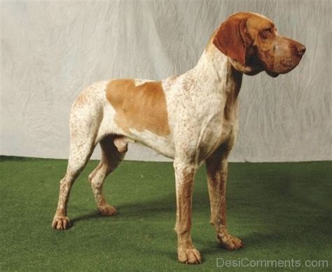 Image Of Ariege Pointer Desi Comments