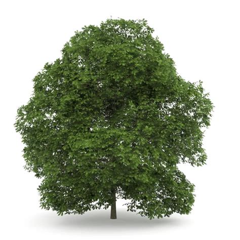 Chestnut Tree 3d Models Download