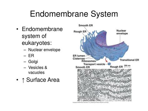 Ppt Protist Evolution Powerpoint Presentation Free Download Id599693