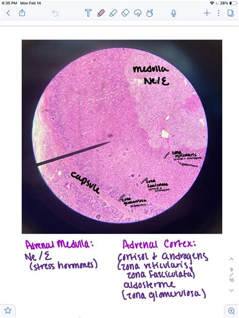 Adrenal Tissue Microscope View Zonas Adrenal Medulla Adrenal Cortex