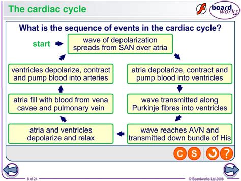 Cardiac Cycle Flow Chart