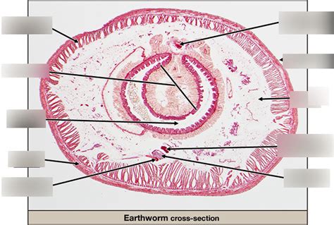 Earthworm Cross Section Diagram Quizlet