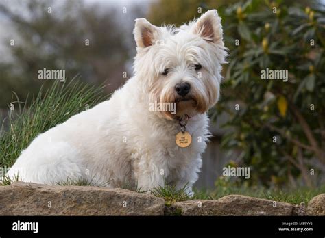 White Scottish Terrier