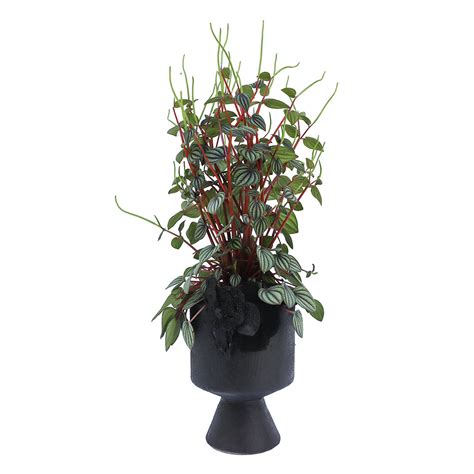 Julieta Teppa One Of A Kind Black No7 Peperomia Little Toscani