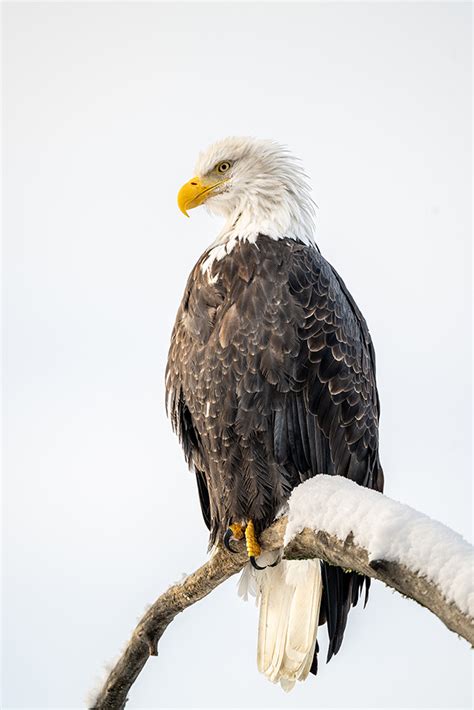 Variableflexible Iso Tom Bol Photography Llc