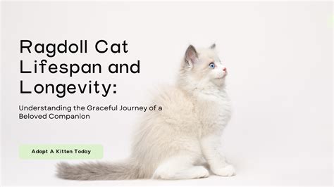 Ragdoll Cat Lifespan And Longevity