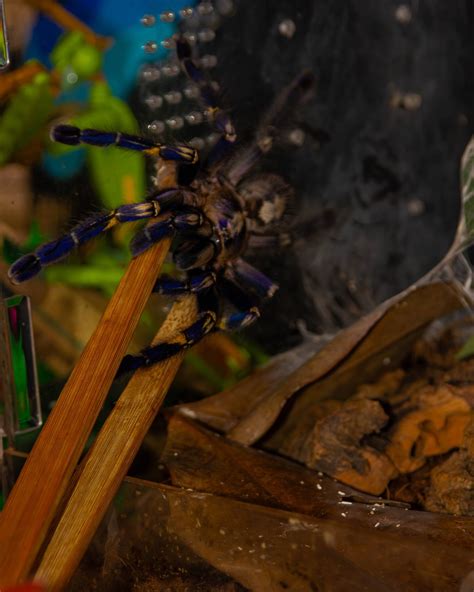 Spider Max Spider Max Added A New Photo