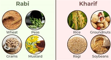 10 Key Differences Between Rabi And Kharif Crops CBSE Class Notes Online Classnotes123