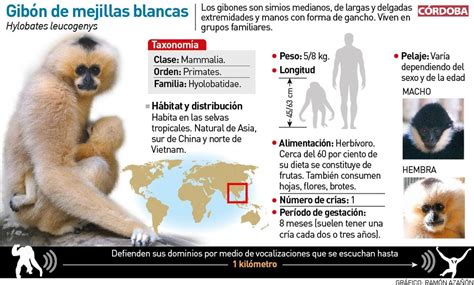 Gibones Junio 2023