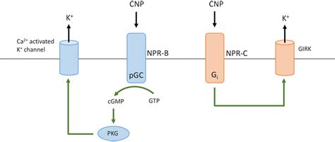 Endothelium Derived Hyperpolarization Download Scientific Diagram