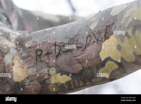 Letters And Symbols Engraved On A Trees Bark Stock Photo Alamy