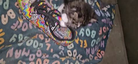 Kitten Used In Keep Away Game Album On Imgur