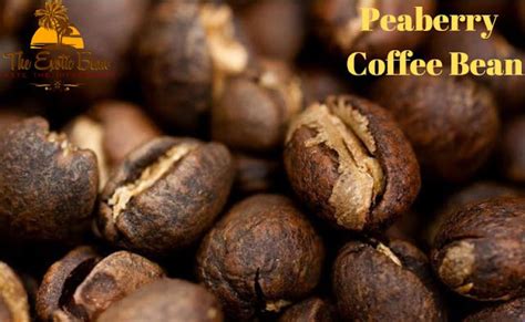 Guide To Peaberry Coffee Bean All You Need To Know
