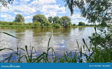 Branches Of Willows Growing On The Bank Of A River With Tall Grass