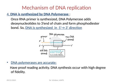 Dna Replication Student Copy Dr Vspptx