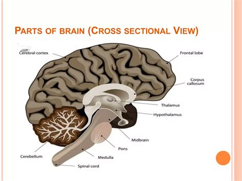 Structure And Functions Of Cerebrum Pptx