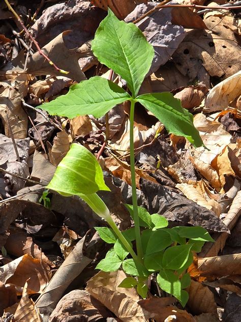 Light Green Jack In The Pulpit Arisaema Triphyllum Western Carolina