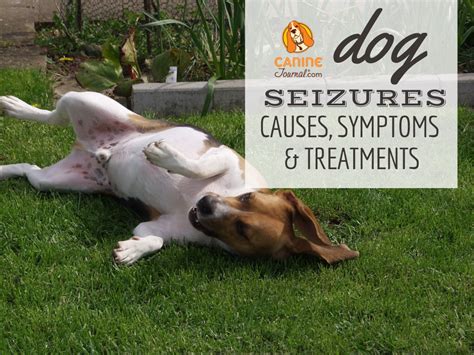 Apple Cider Vinegar And Seizure Medications Stom