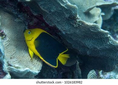 Holacanthus Tricolor Photos And Images Shutterstock