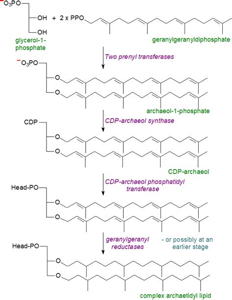 Archaeal Lipids