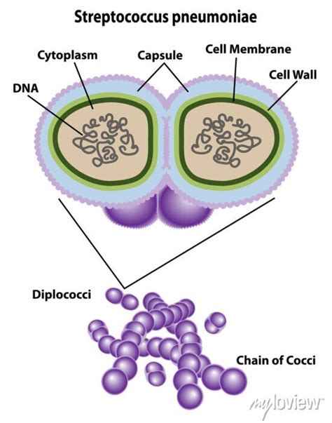Streptococcus Bacteria Structure