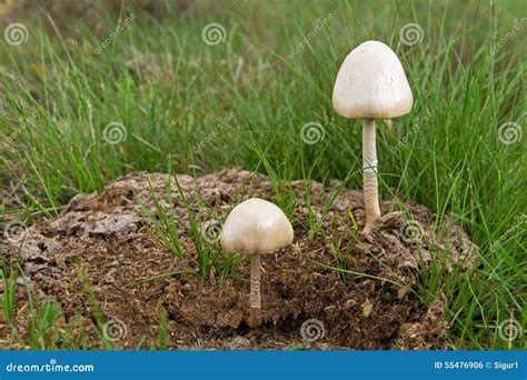 Mushrooms Under Cow Poop At Shirley Manley Blog