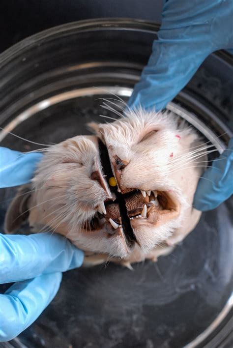 What Is Vivisection And Is Vivisection Legal Peta