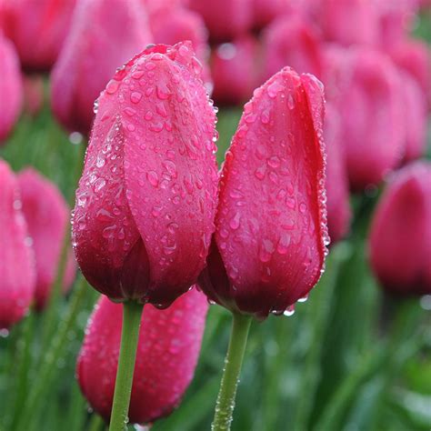 French Single Late Tulip Mix White Flower Farm