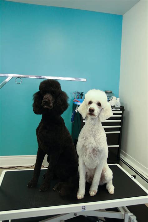 Top Knot Dog Grooming Orillia Dog Groomer Pamper Your Pet Today