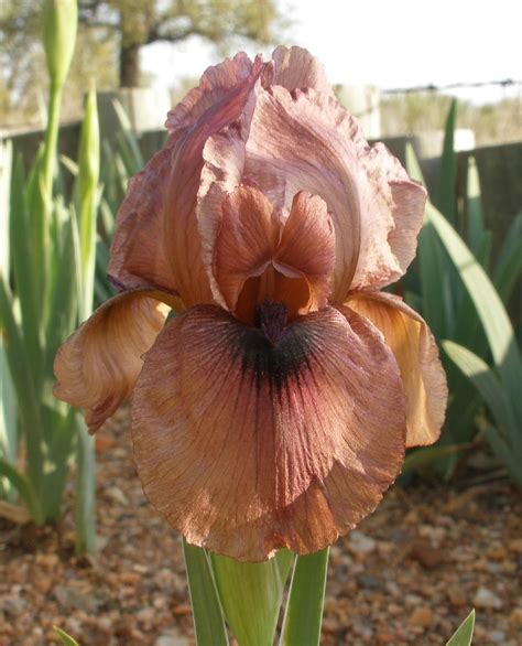 Arilbred Iris Iris Invention In The Irises Database