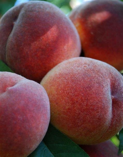 Slyva Santa Rosa Perku Sodui