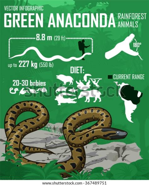 Vector Jungle Green Anaconda Infographic Stock Vector Royalty Free